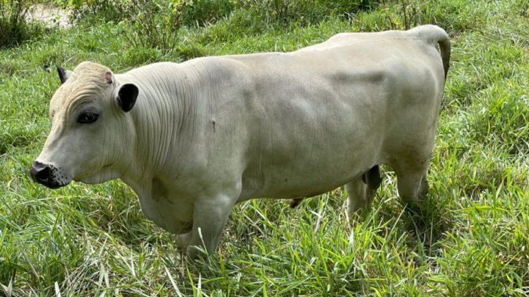 Toretes – Criadero Bon Lontananza